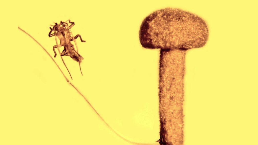 This Incredible 50 Million Year Old Amber Shows The Moment An Insect