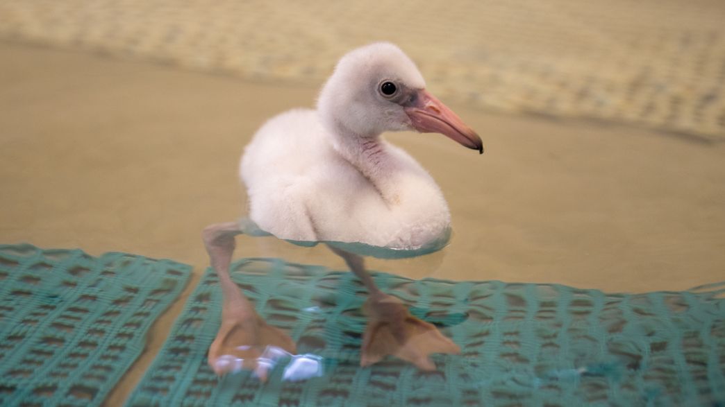 Two Oddly Adorable Baby Flamingos Are Welcomed To Columbus Zoo | IFLScience