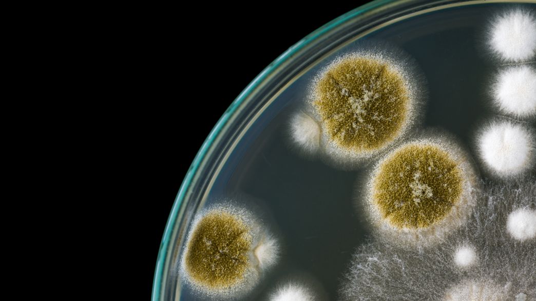 SpaceX To Deliver Radiation-Eating Fungi From Chernobyl To The ISS ...