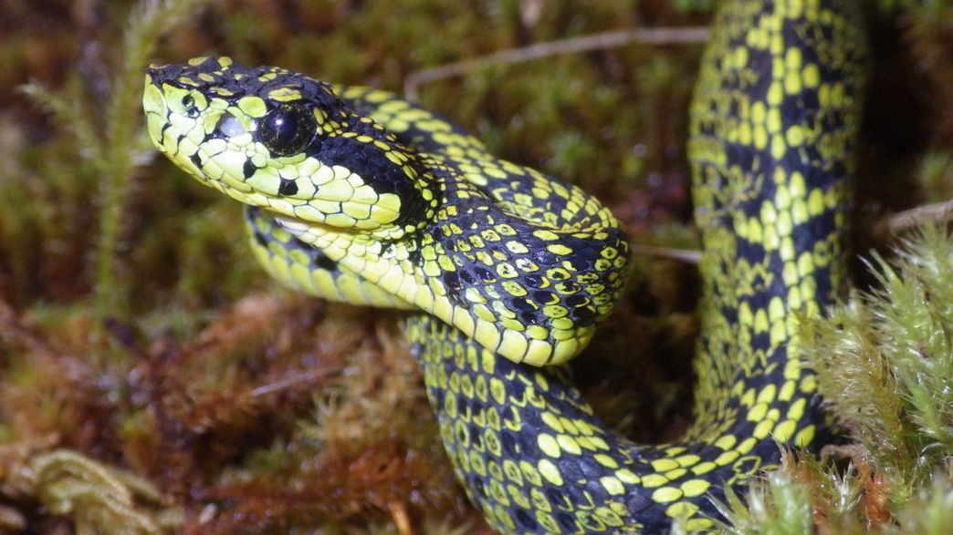 New Species Of Pitviper Discovered After A Century Of Misidentification ...