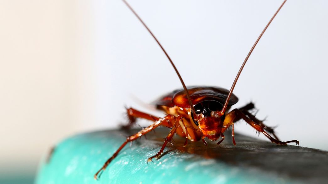 Cockroach Milk Could Make A Nutritious Meal In The Future | IFLScience