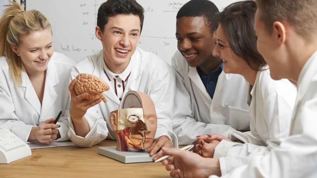 Transformations Of The Teenage Brain Reveal How Mental Disorders Arise ...