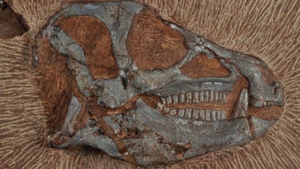Entire Skeleton Of Fanged Dinosaur Seen By Bombarding It With Powerful ...