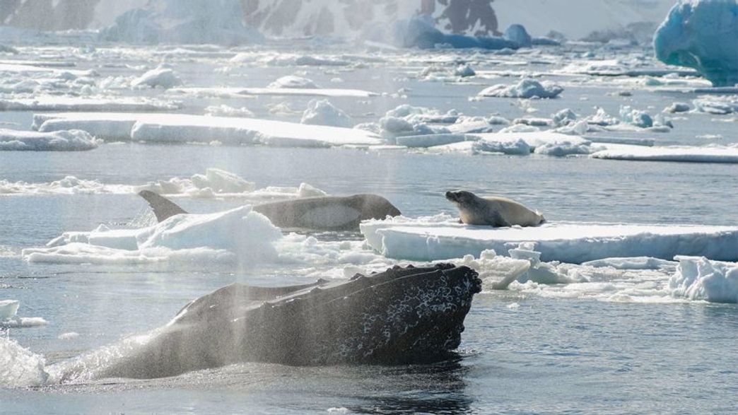 Humpback Whales Protect Other Animals From Killer Whales, But No One ...