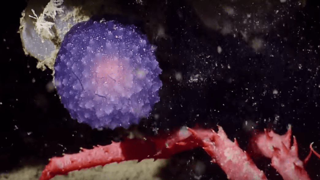 What The Heck Is This Weird Purple Blob Found Off The Coast Of ...