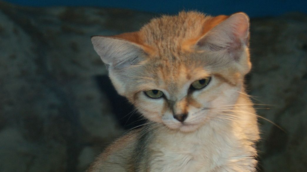 Ridiculously Handsome Sand Cat Spotted In Wild For First Time In 10 ...