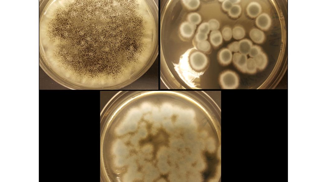 How A Fungus Could Recycle Your Smartphone | IFLScience