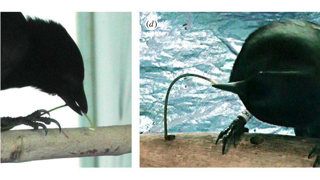 Wire-Bending Crow Just Doing What Comes Naturally | IFLScience