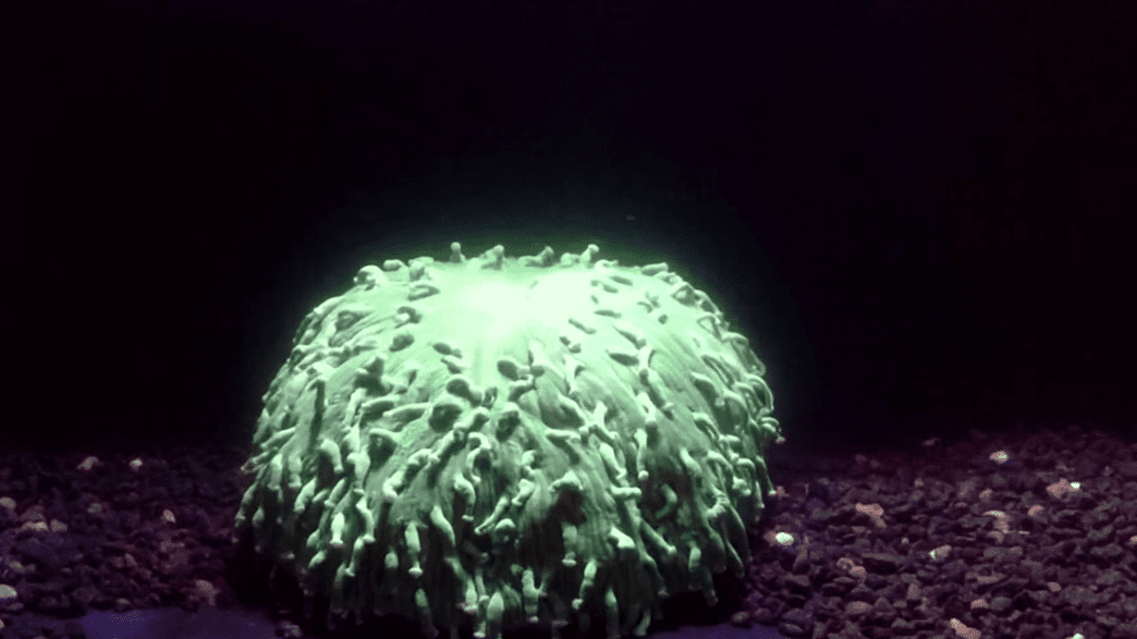 The Strange Process Of Coral Bleaching Is Caught On Camera For First ...