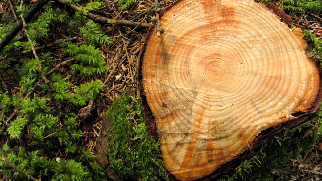 Tree Ring Growth During Solar Storms Can Date Events In the Ancient ...