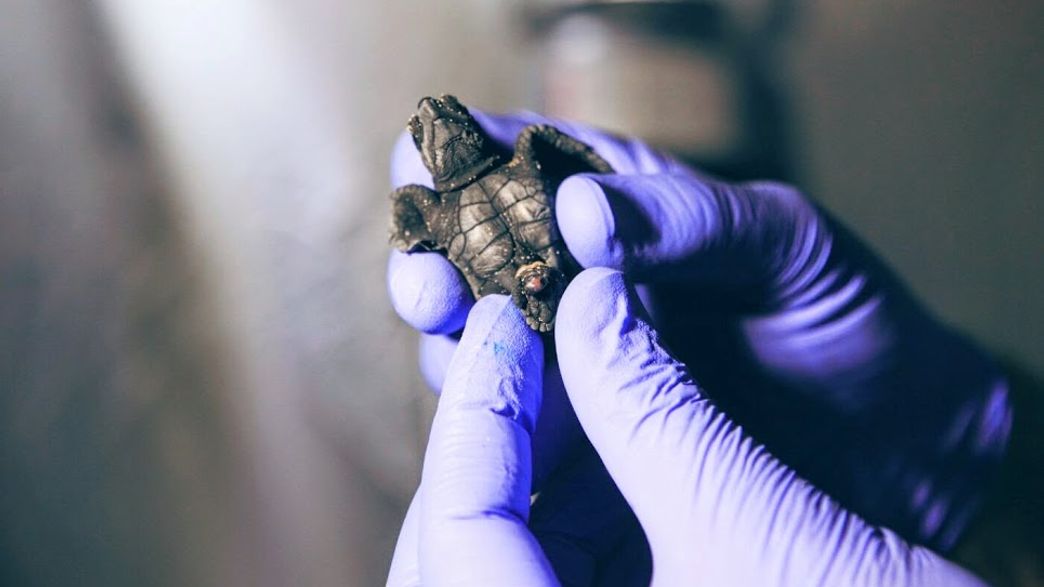 A Loggerhead Turtle Born With A Conjoined Twin Is Returned To The Sea ...