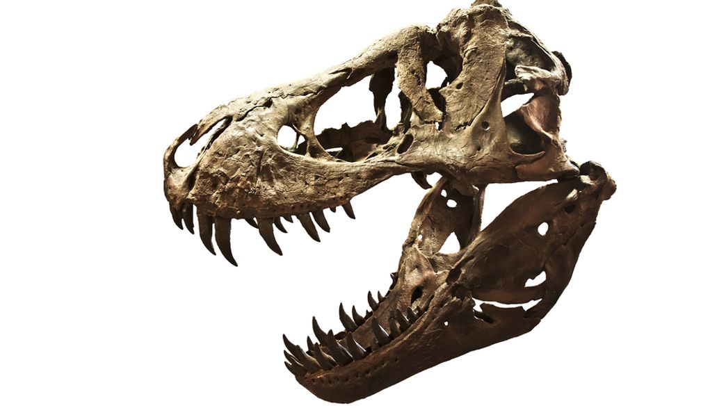 Brand New T. Rex Fossil Is One Of The "Most Significant Specimens" Ever ...