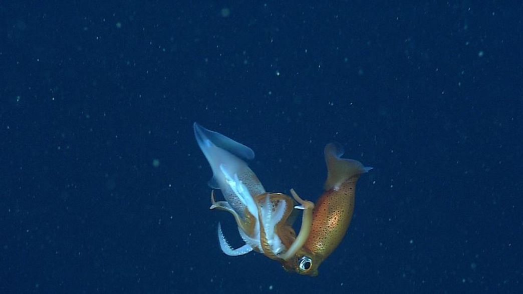 Cannibal Squid Spotted Tearing Each Other To Pieces In California ...