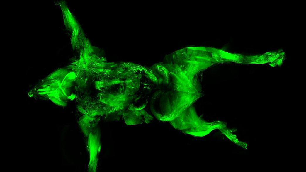 Future Generations Of Lab Rats Could Be Completely See-Through | IFLScience