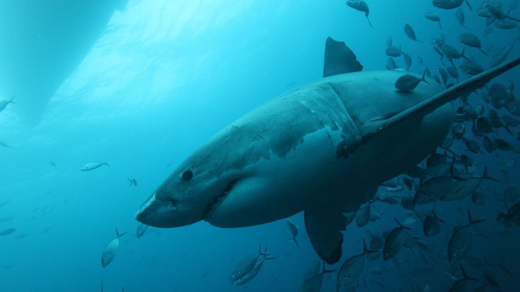 Biologists Say They Found The First Great White Shark Nursery In Long ...