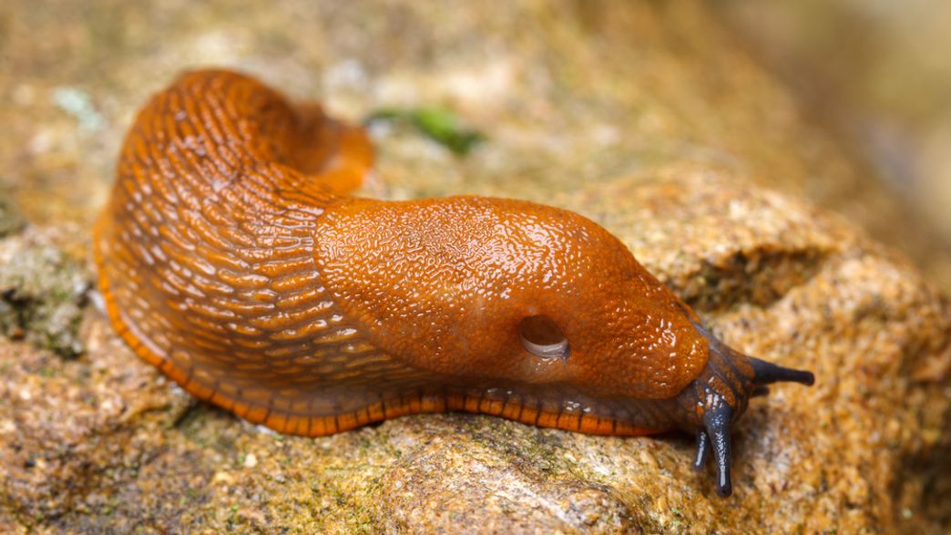 Giant Slugs Are Breaking Into Bird Nests And Eating The Chicks | IFLScience