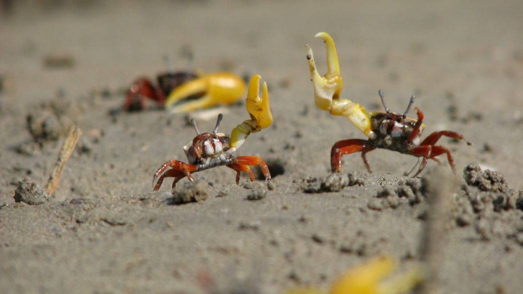 Male Fiddler Crabs Don't Know What Female Fiddler Crabs Want | IFLScience