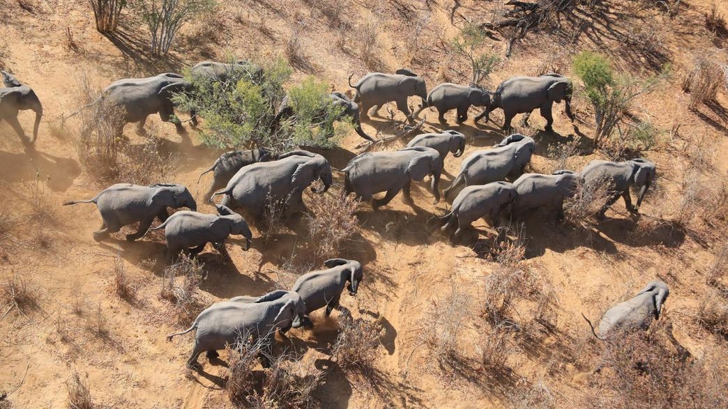 First Pan-African Elephant Census Reveals Dramatic Decline Due To ...