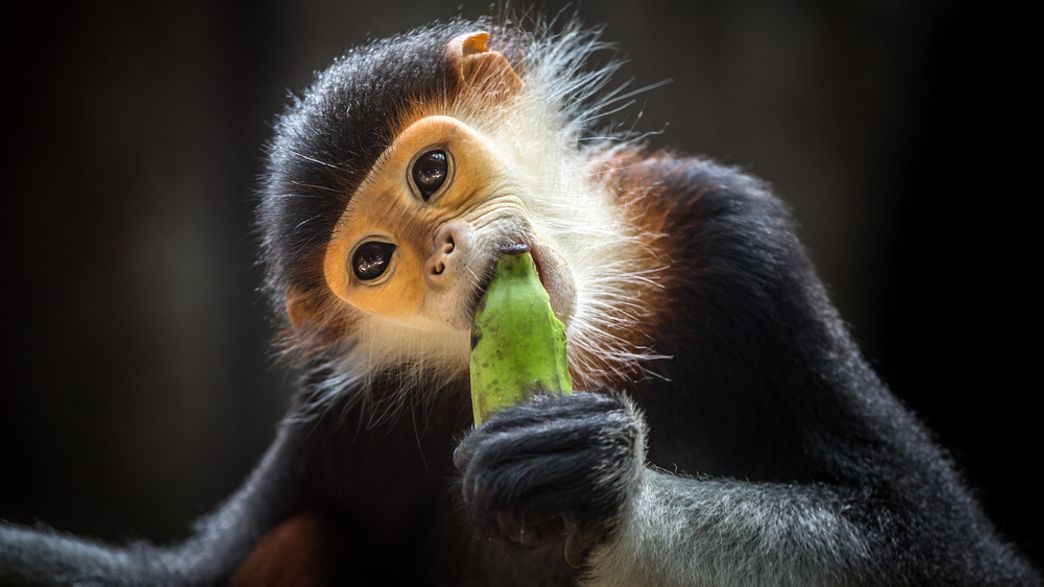 Zoo Diets Are Making Monkey Gut Bacteria More Human-Like | IFLScience
