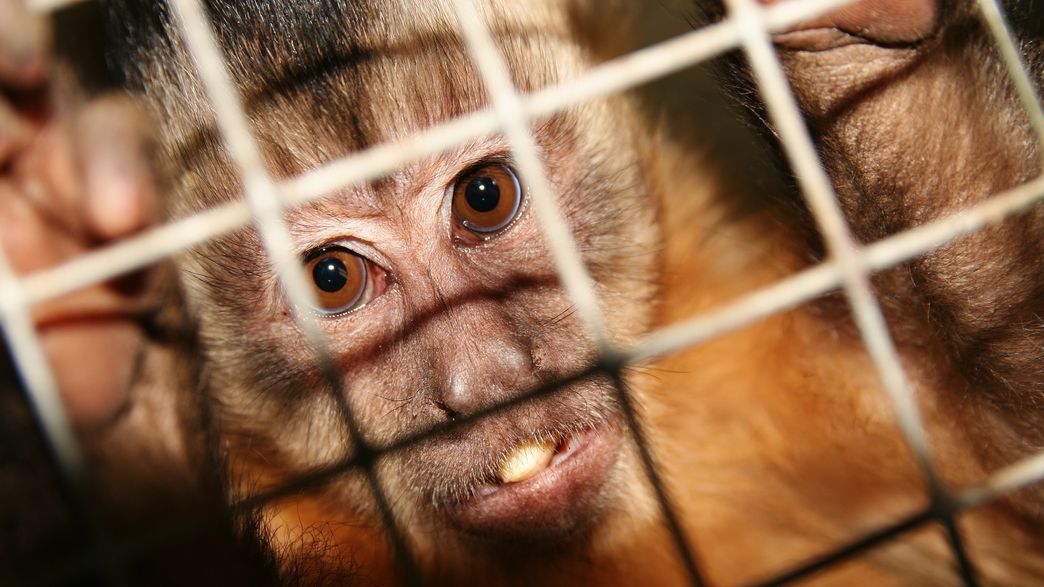 Scientists Take Sides Over Using Monkeys For Brain Research | IFLScience