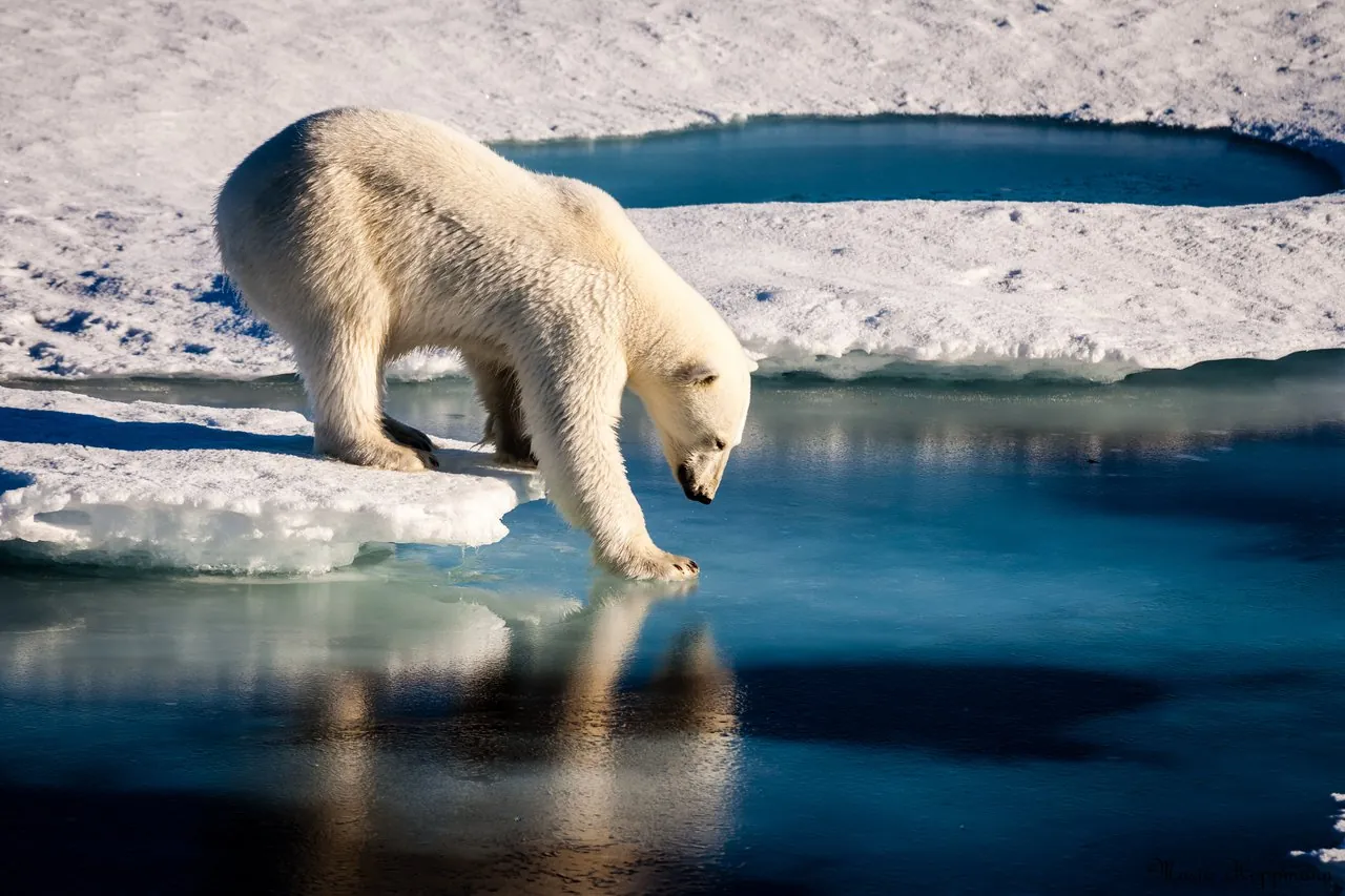 Polar Bears Habitat Endangered