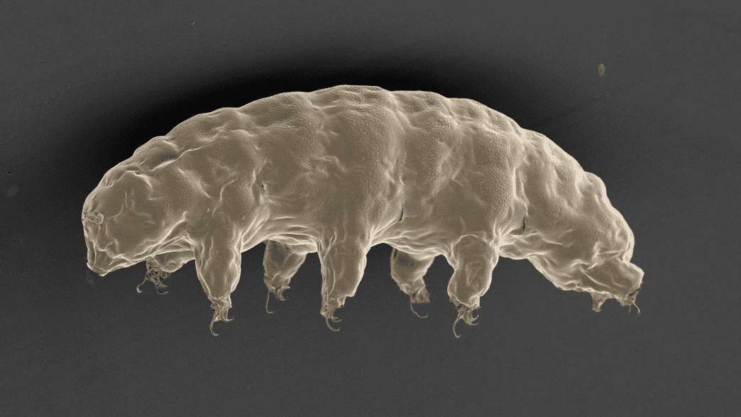 Tardigrade DNA Analysis Reveals A Whole Genetic Arsenal Used To Make ...