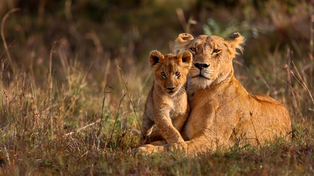 Female Lions In Botswana Found To Grow Manes And Display Male Behaviors ...