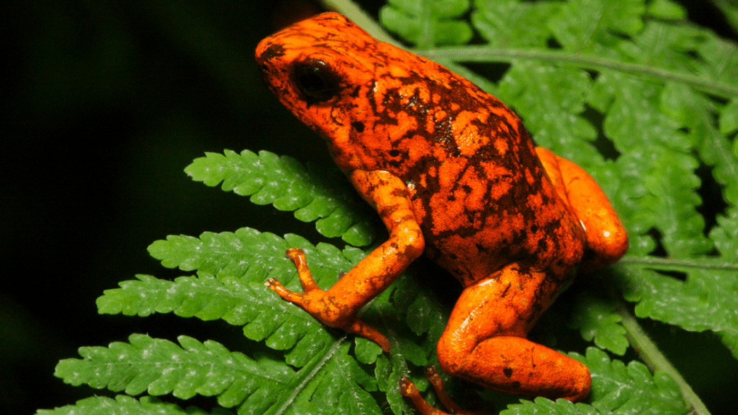New Ant Species Discovered In Poisonous Frog's Puke | IFLScience