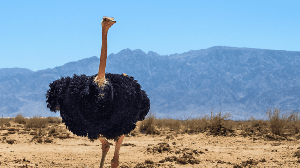 Fossil Proteins 3.8 Million Years Old Found On Ancient Ostrich ...