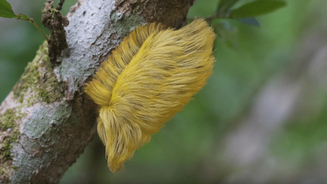 Let's Not Forget This Donald Trump Look-A-Like Caterpillar Exists ...