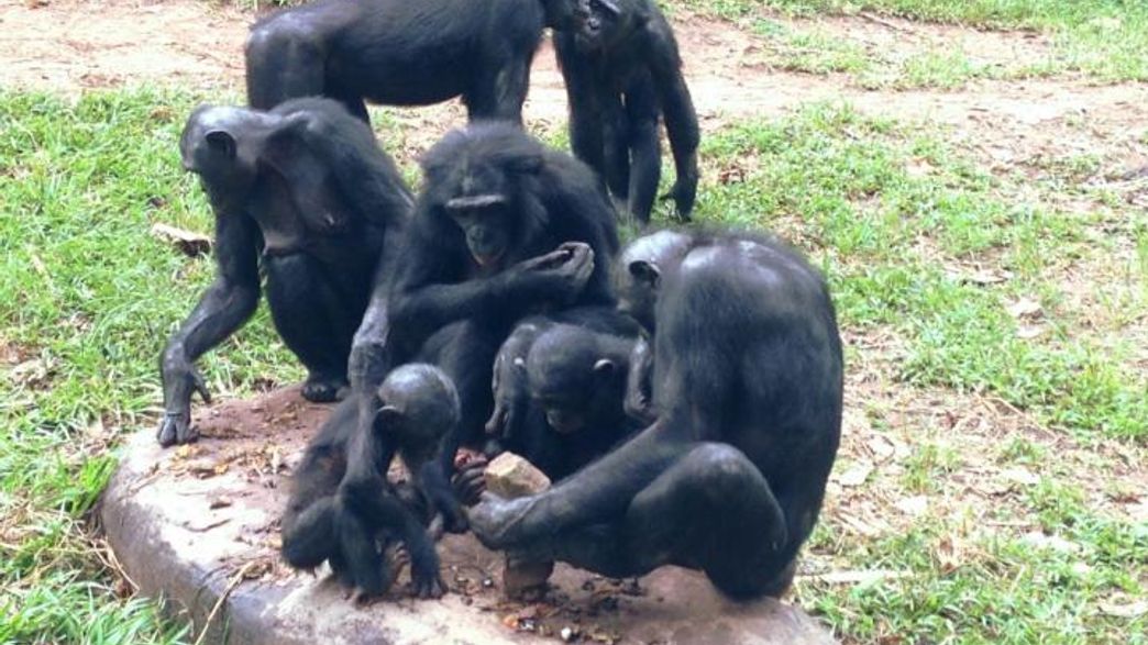 Bonobos Found To Craft Tools As Complex As Chimpanzees | IFLScience