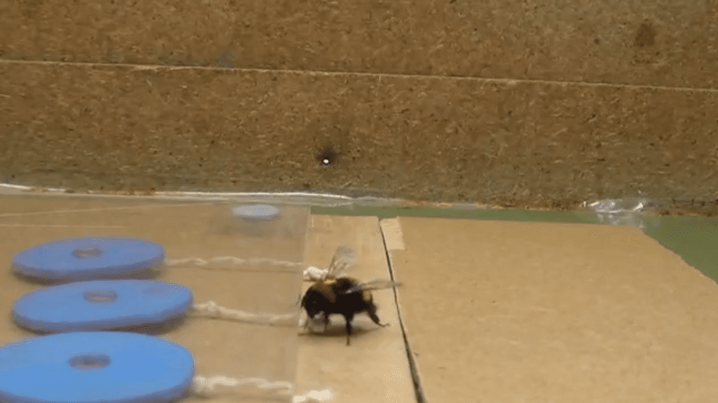 These Bees Pulled Strings To Prove They Can Learn And Share New Skills ...