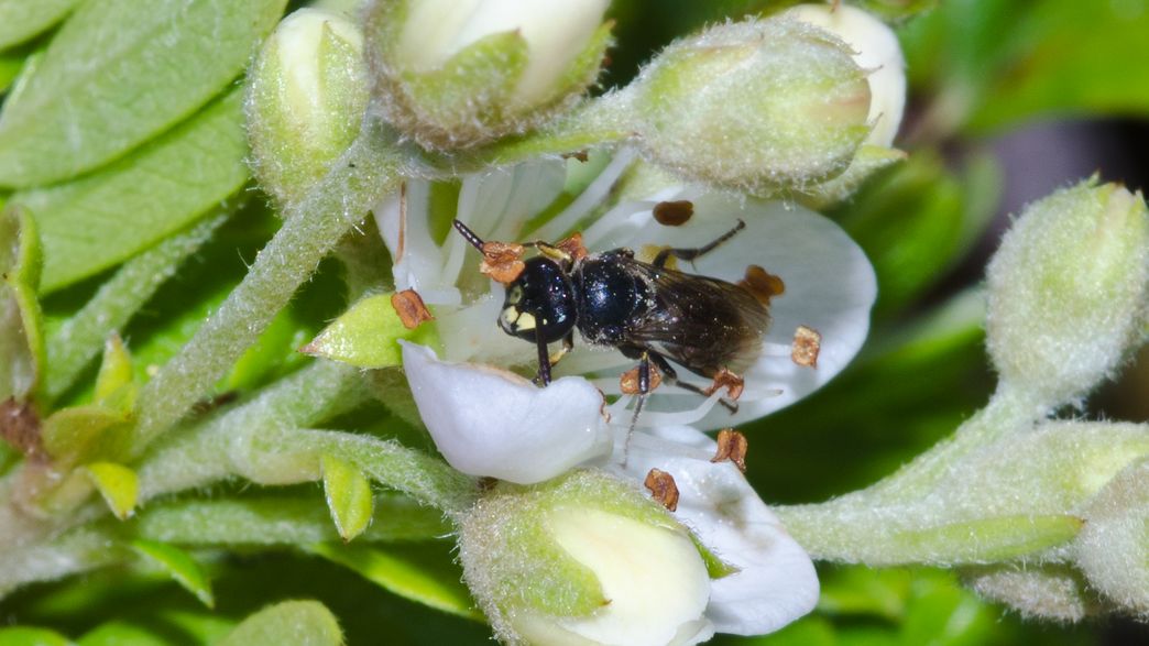 7 Species Of Bees Granted Endangered Species Protection For The First ...