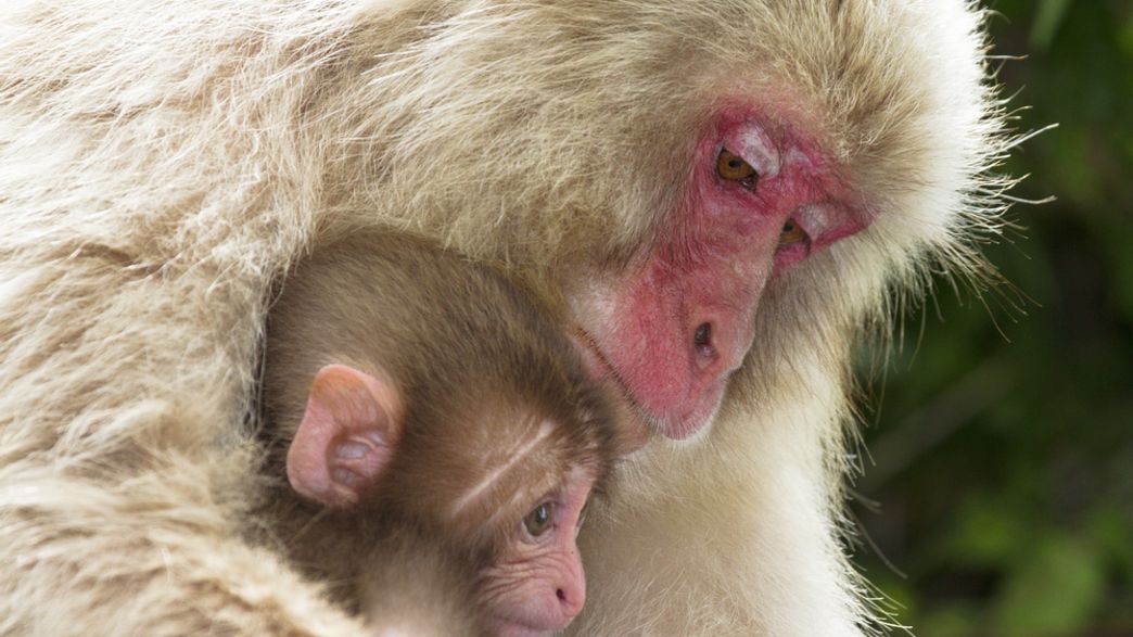 Stem Cells Have Been Used To Regenerate Damaged Monkey Hearts | IFLScience