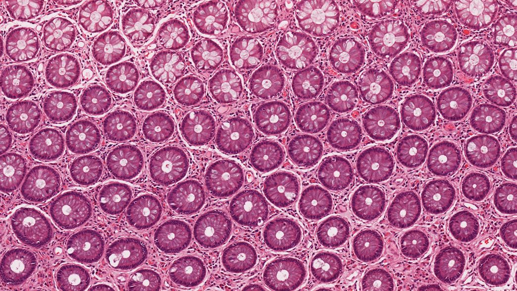 Ambitious Project To Map Every Single Cell In The Human Body Launched ...