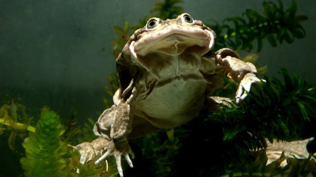 10,000 Endangered "Scrotum Frogs" Have Died Near Lake Titicaca | IFLScience