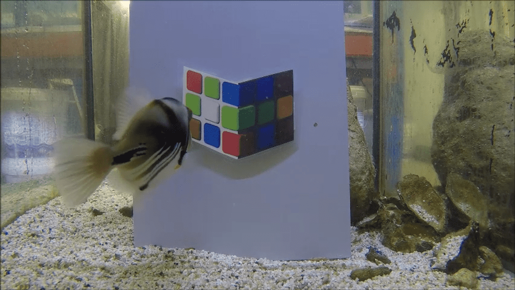 Fish Are Fooled By Optical Illusions In Exactly The Same Way We Are ...