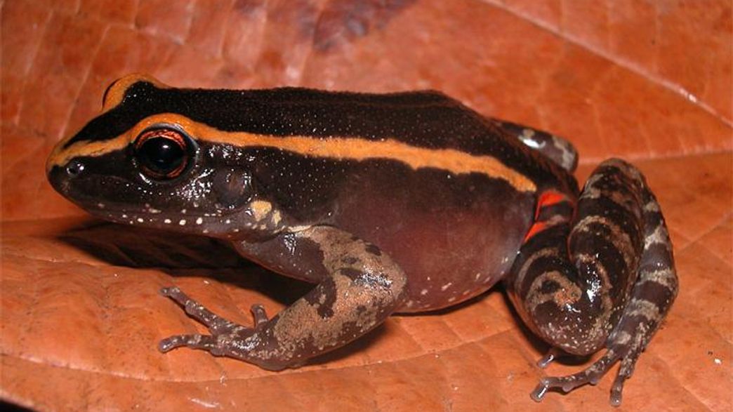 Amazonian Frog Pretends To Be An Ant | IFLScience