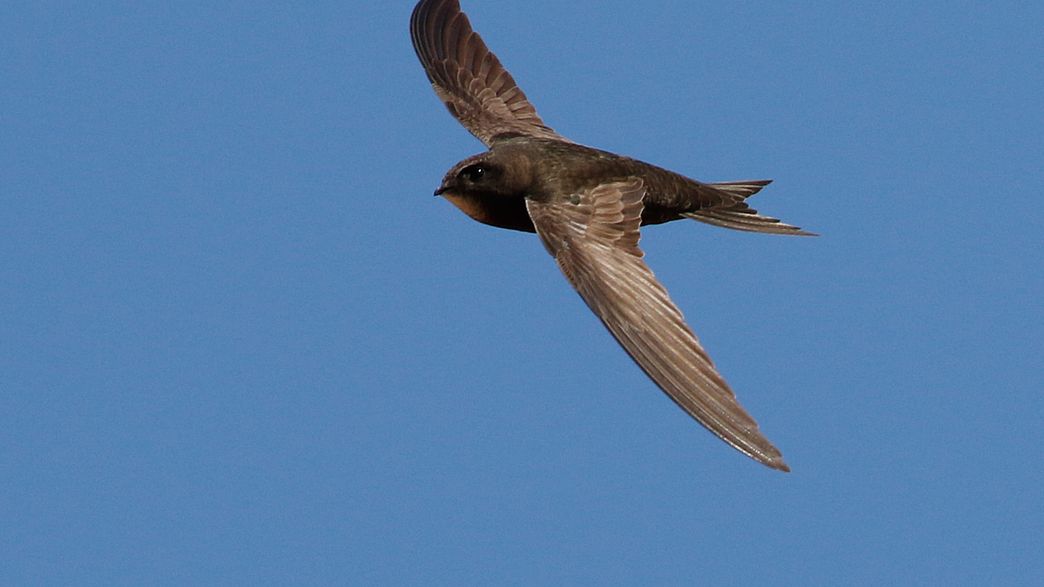 Common Swifts Stay Airborne For 10 Months Straight | IFLScience