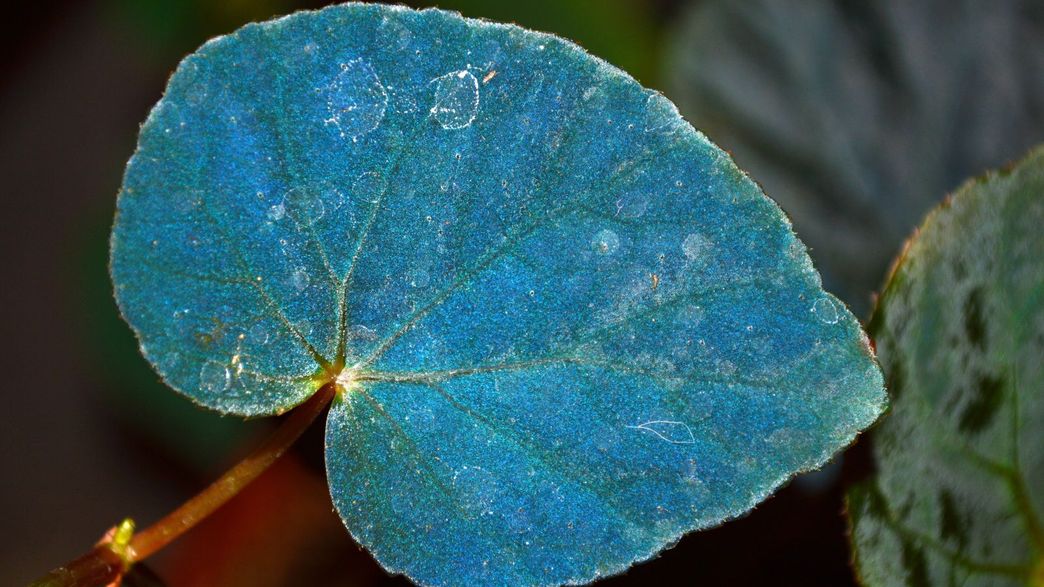 Plants Use Quantum Mechanics To Make Photosynthesis More Efficient ...