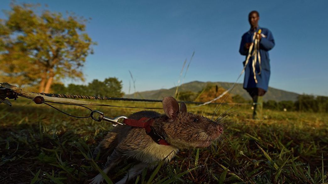 US To Use Crime-Fighting Rats In War Against Illegal Wildlife ...