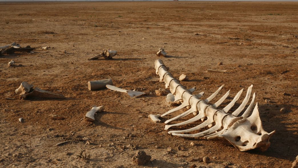 World Set To Lose Two-Thirds Of Its Wildlife By 2020, Says WWF | IFLScience