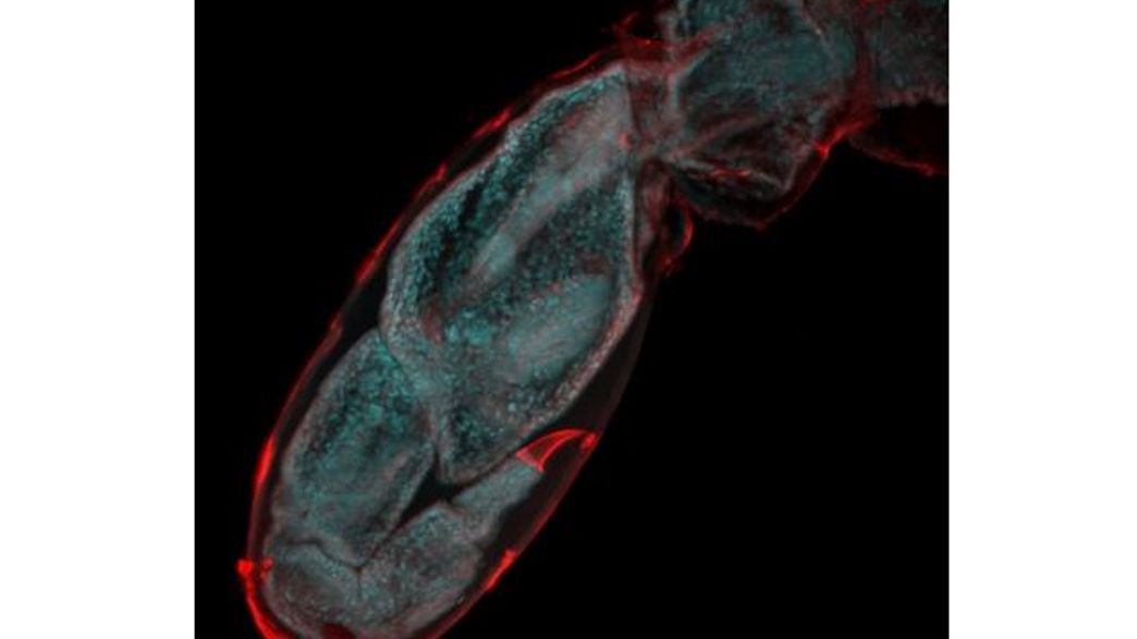 This Is The First Ever Footage Of Cellular Activity In A Regenerating ...