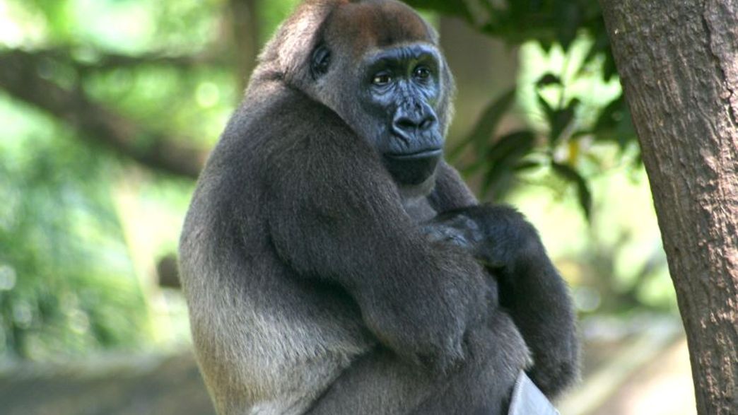 World’s Rarest Great Ape Threatened By Nigerian Highway | IFLScience