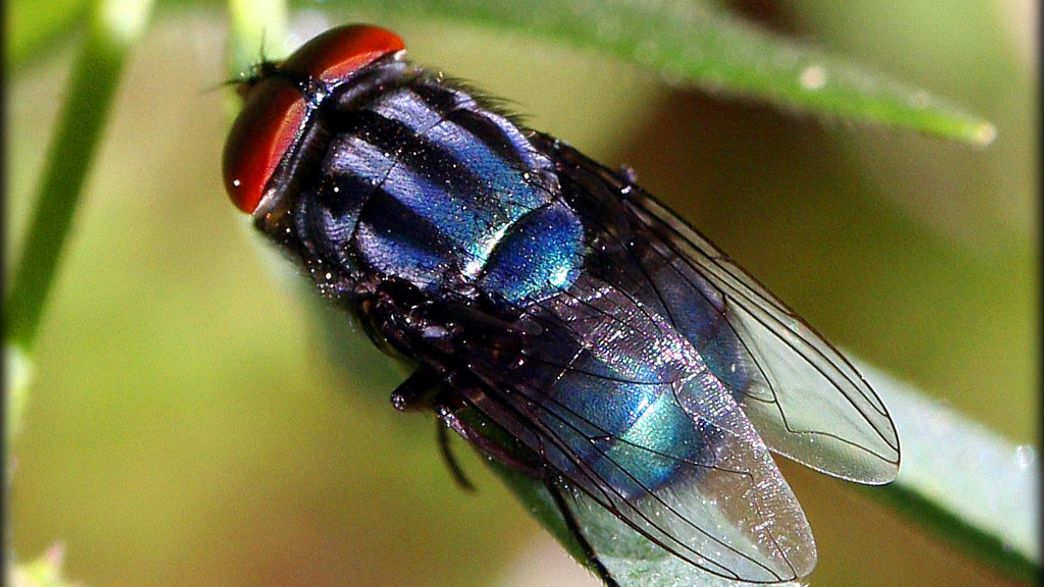 Millions Of Sterile Flies Join The Fight Against Florida's Flesh-Eating ...