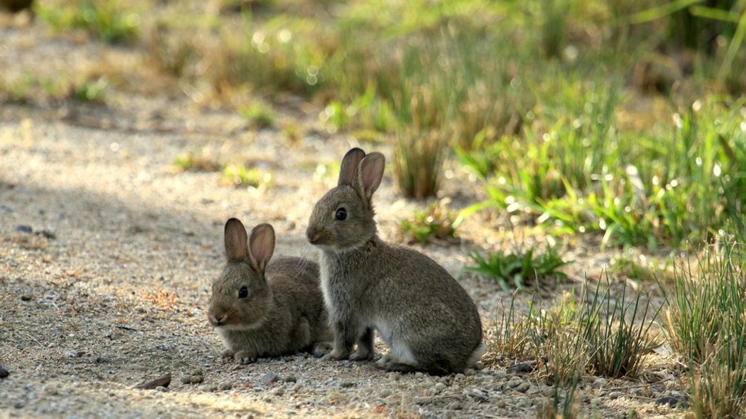 Australian Rabbits Adapting To Eat Plants Thought To Be Too Toxic ...