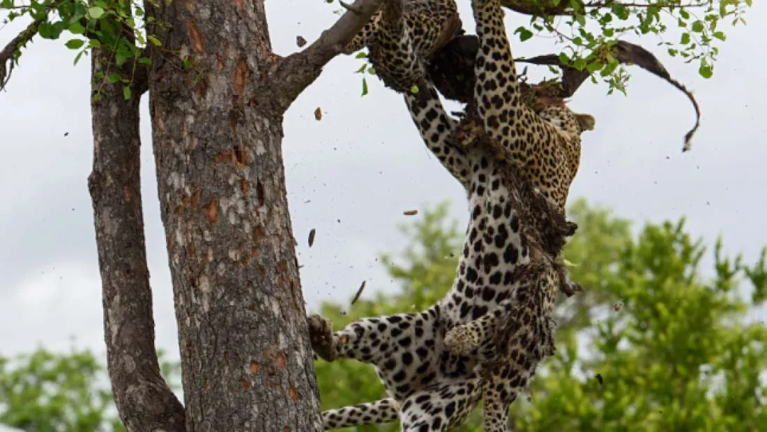 To Leopard Drag Prey Tree