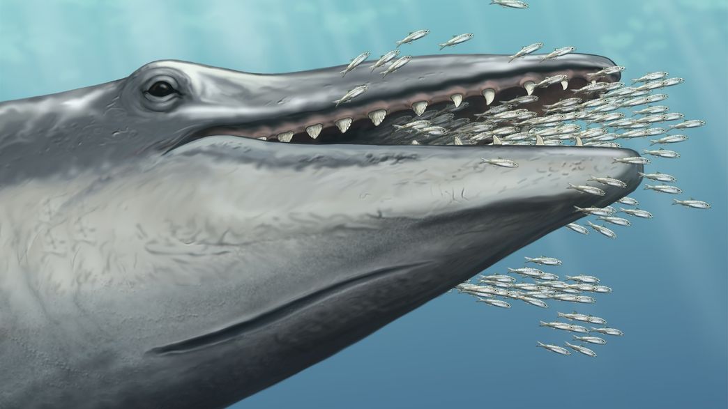 How The Whale Got Its Baleen | IFLScience
