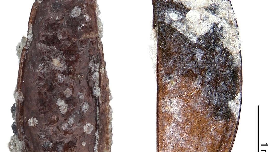 Ancient Fossilized Beetle First Ever Found In Antarctica | IFLScience