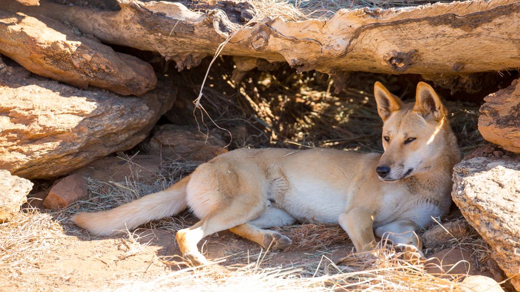 Dingoes Are Actually A Sheep's Best Friend | IFLScience